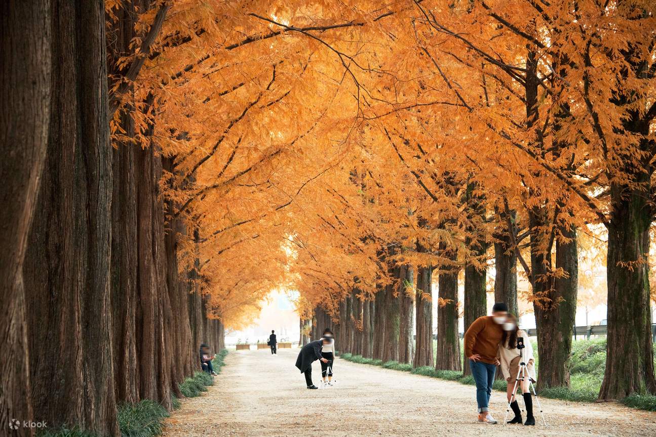 [Autumn Special] Damyang Bamboo Forest & Metasequoia Road from Busan ...
